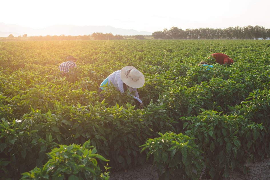Can I Tour a Hatch Green Chile Farm? – Hatch Chile Store