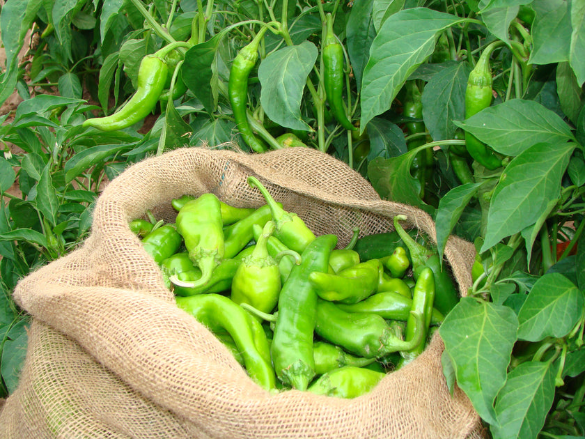 Can I Grow Hatch Chile at Home? – Hatch Chile Store