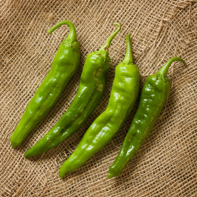 What is Hatch Chile? – Hatch Chile Store