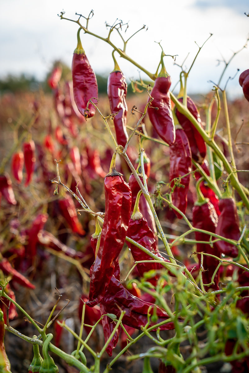 Ristras – Hatch Chile Store